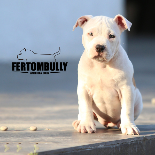 FERTOMBULLY CRIADERO AMERICAN BULLY CHILE - VENTA DE CACHORROS