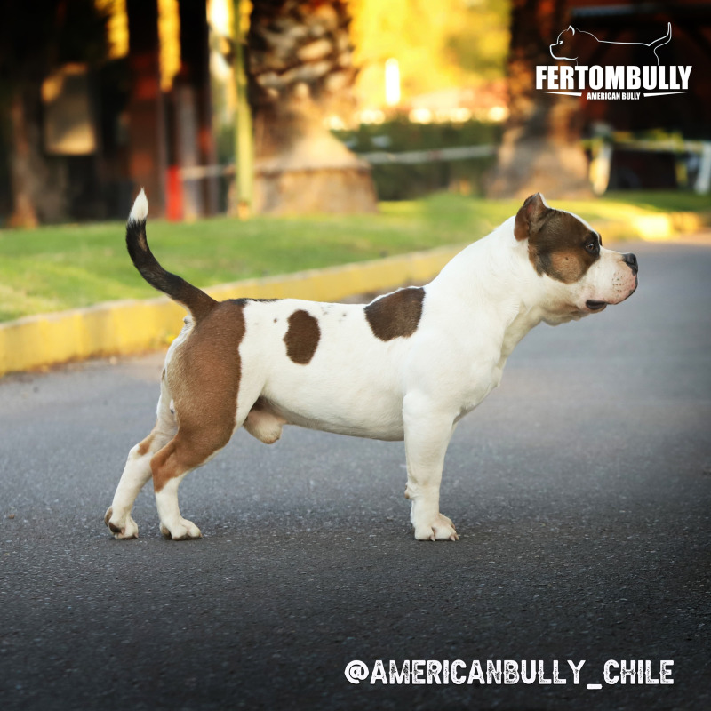 FERTOMBULLY CRIADERO AMERICAN BULLY CHILE - VENTA DE CACHORROS