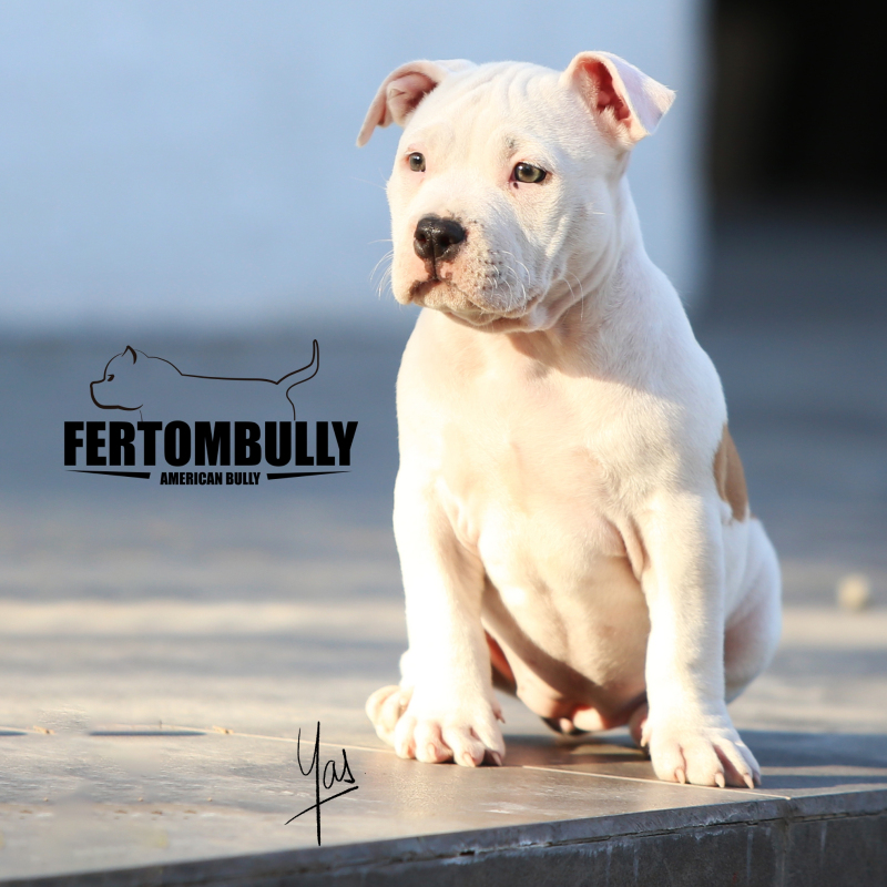 FERTOMBULLY CRIADERO AMERICAN BULLY CHILE - VENTA DE CACHORROS